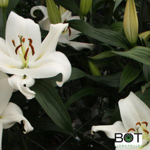 Zambezi - Flores y Bulbos Ores